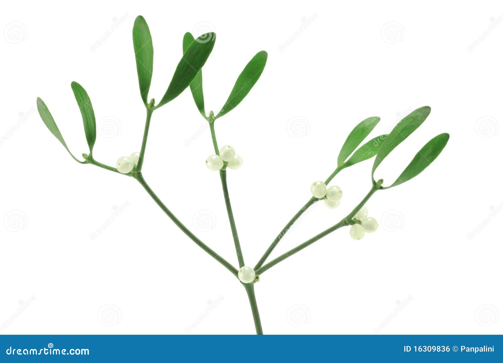 Mistletoe sprig stock photo. Image of home, leaf, celebrate - 16309836