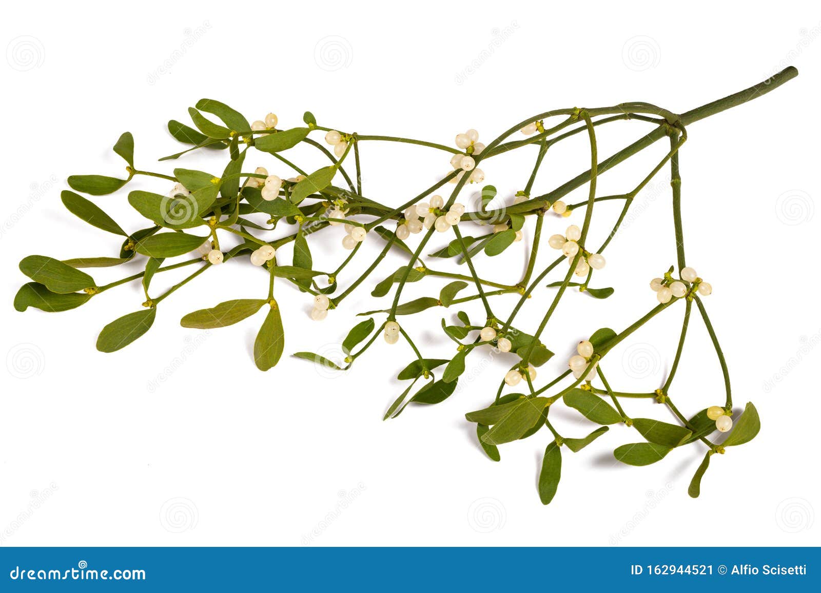 Mistletoe stock image. Image of plant, berries, hemiparasitic - 162944521