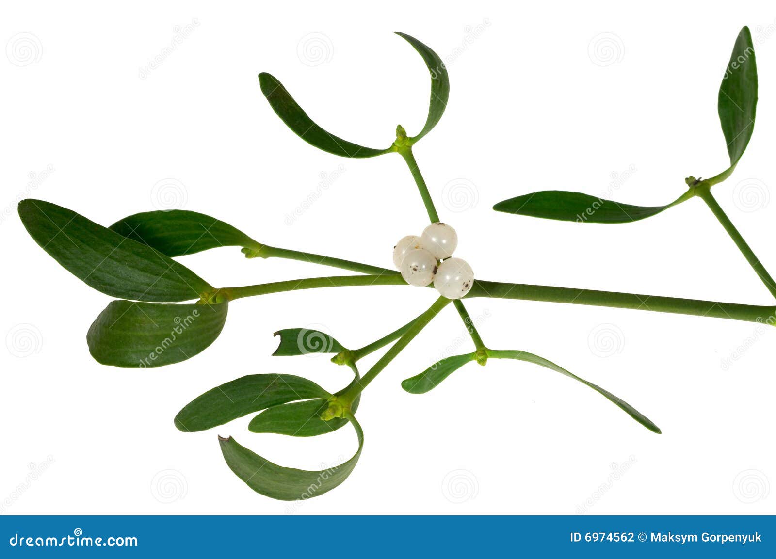 Mistletoe Sprig with Berries and Leafs Stock Photo - Image of isolated ...