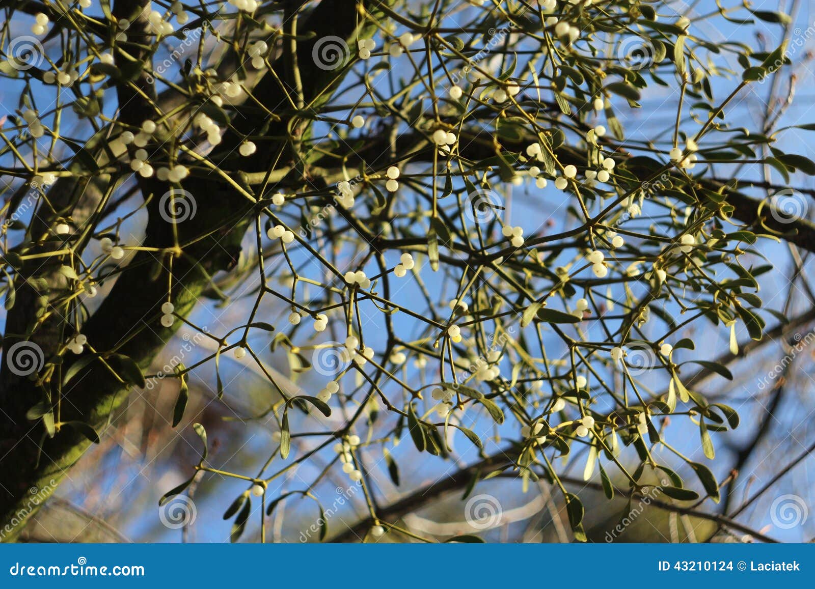 Mistletoe stock photo. Image of druids, kiss, viscum - 43210124