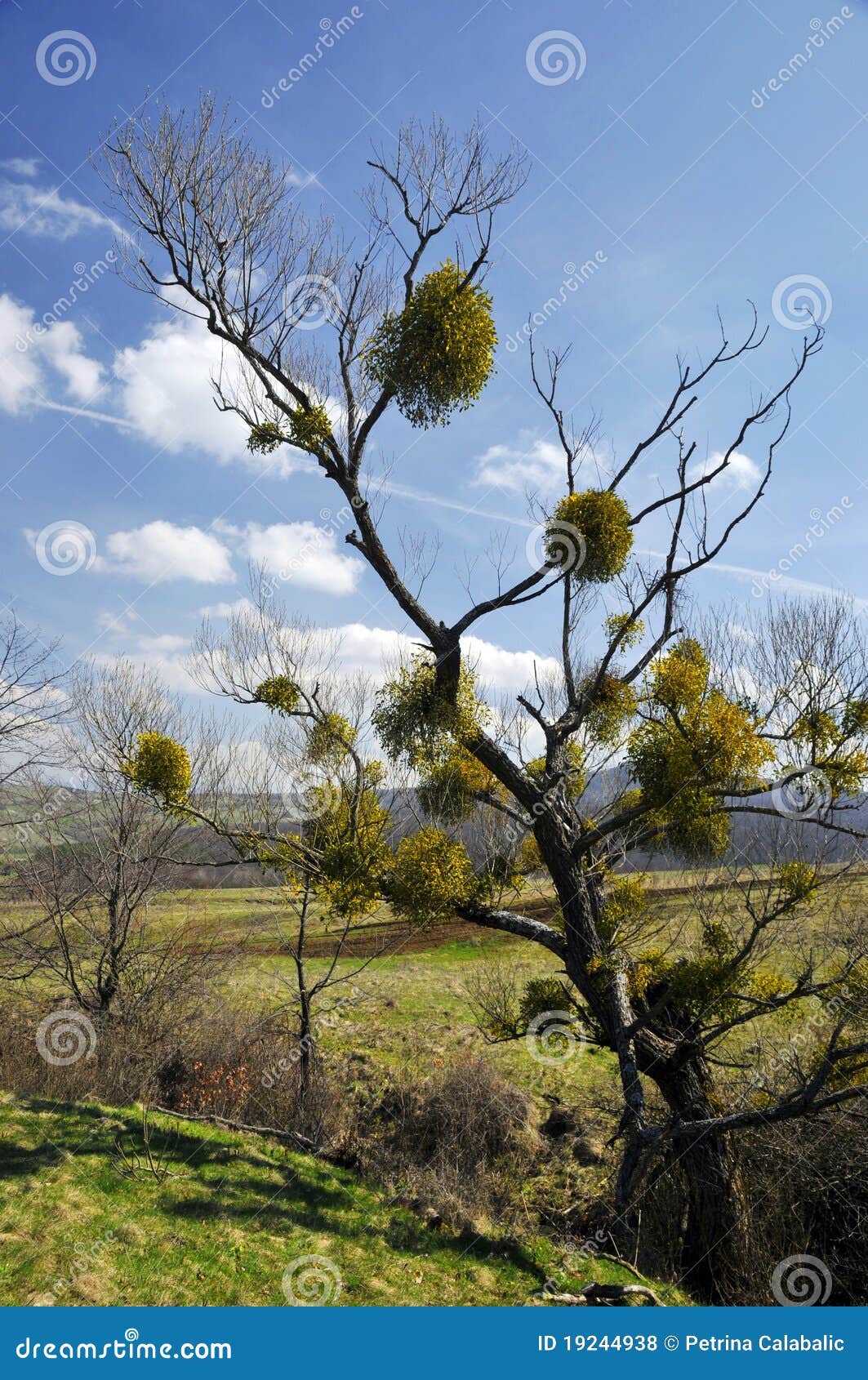 Mistletoe tree stock photo. Image of botany, nature, tree - 19244938