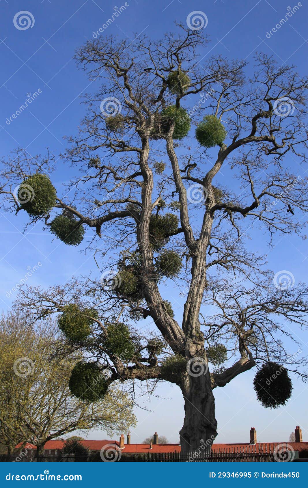Mistletoe tree stock image. Image of parasite, green - 29346995