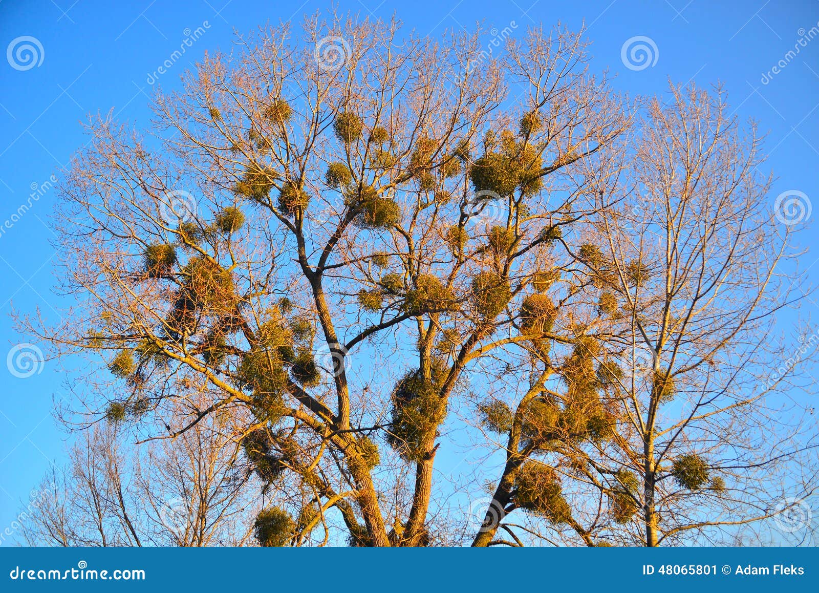 Mistletoe Tree stock image. Image of gdansk, plant, green - 48065801