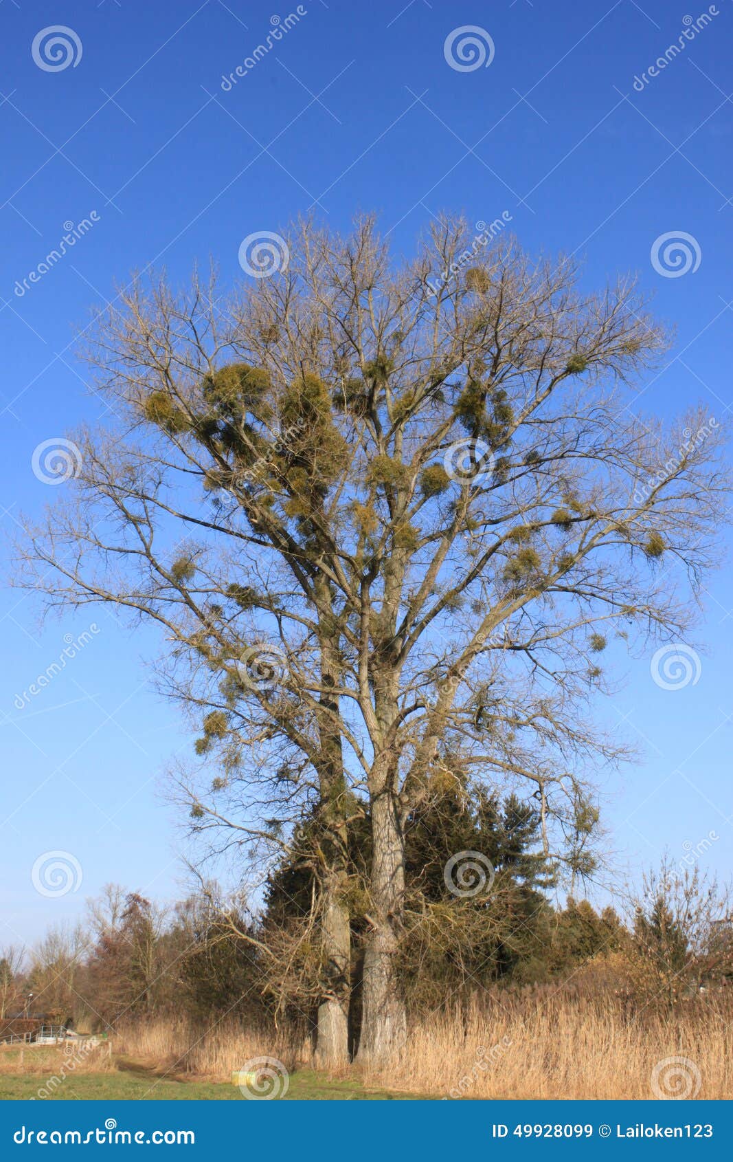 Santal Tree Stock Photos - Free & Royalty-Free Stock Photos from Dreamstime