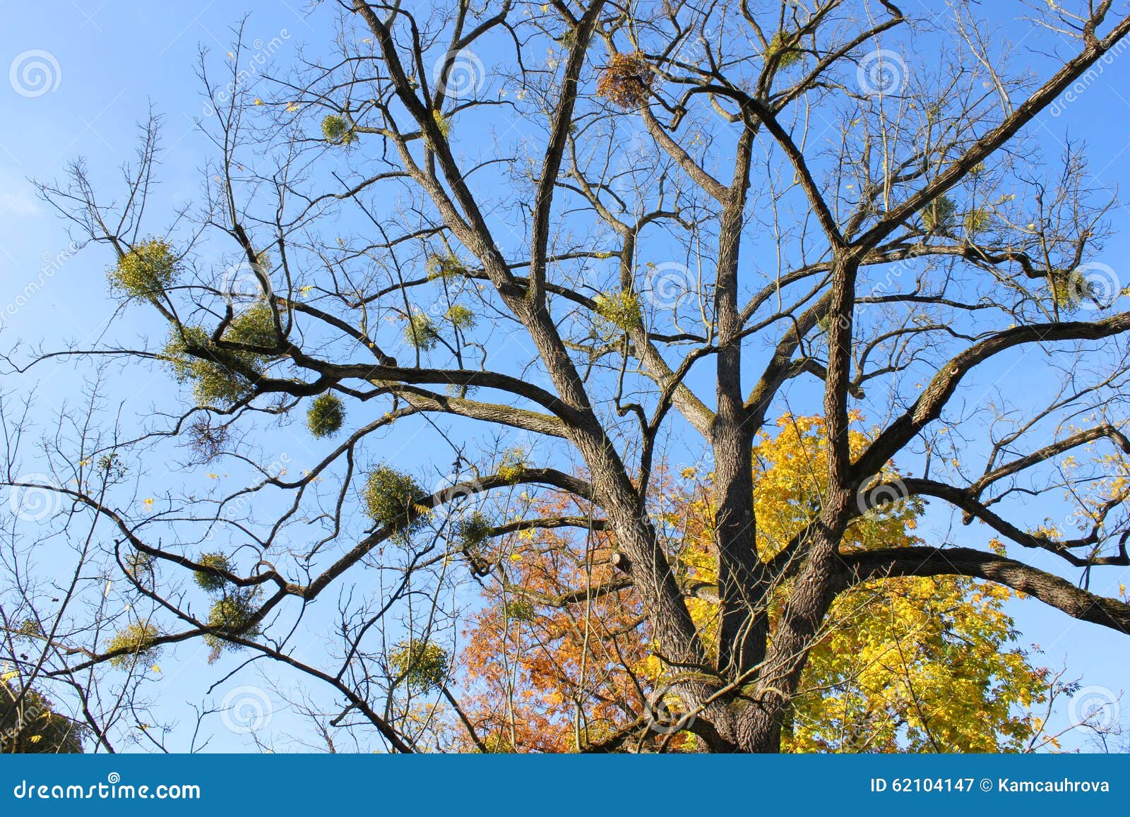 Mistletoe on Tree with Blue Sky Stock Image - Image of beautiful ...