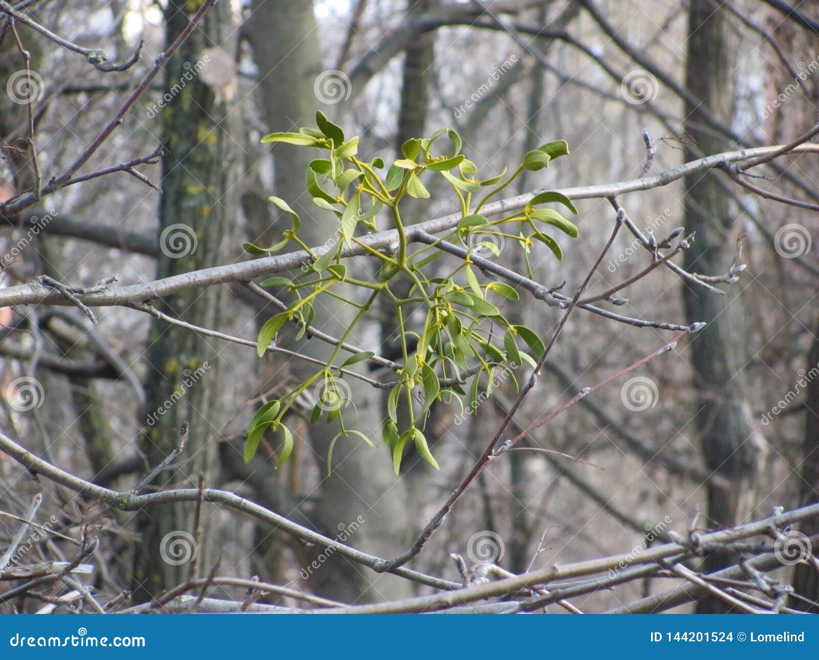 Mistletoe on tree branch stock photo. Image of tree - 144201524