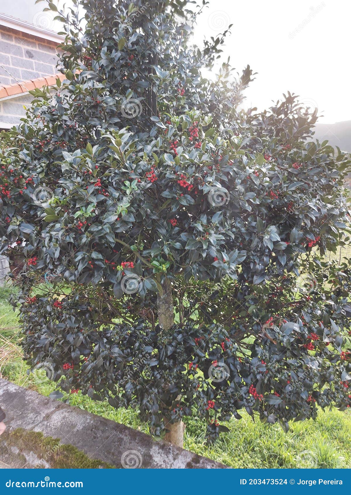 Mistletoe On A Tree Stock Photography | CartoonDealer.com #119768324