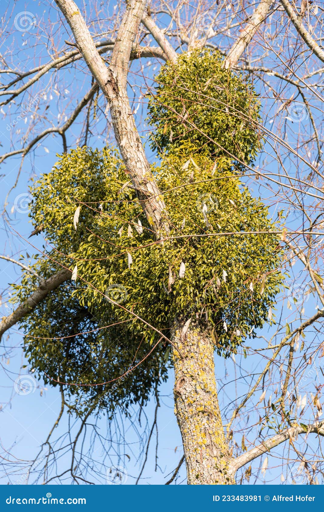 Mistletoe on the tree stock image. Image of viscaceae - 233483981