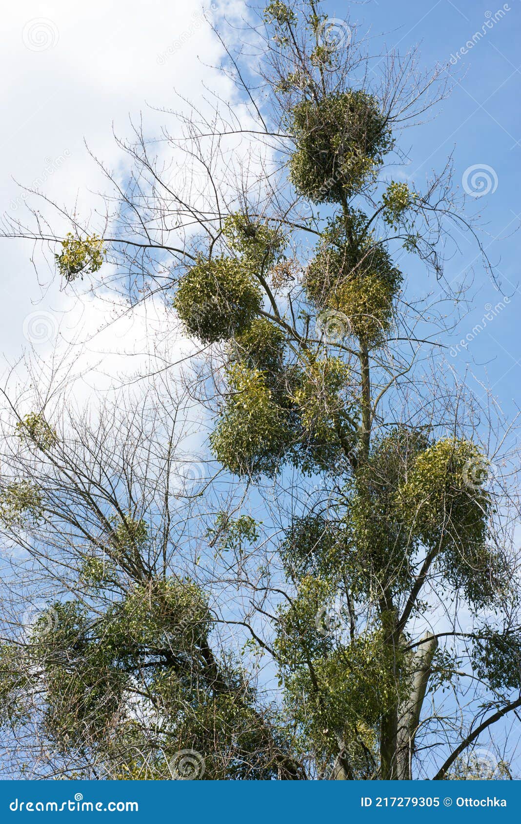 Mistletoe on a Tree in the Spring. Viscum Coloratum Stock Image - Image ...