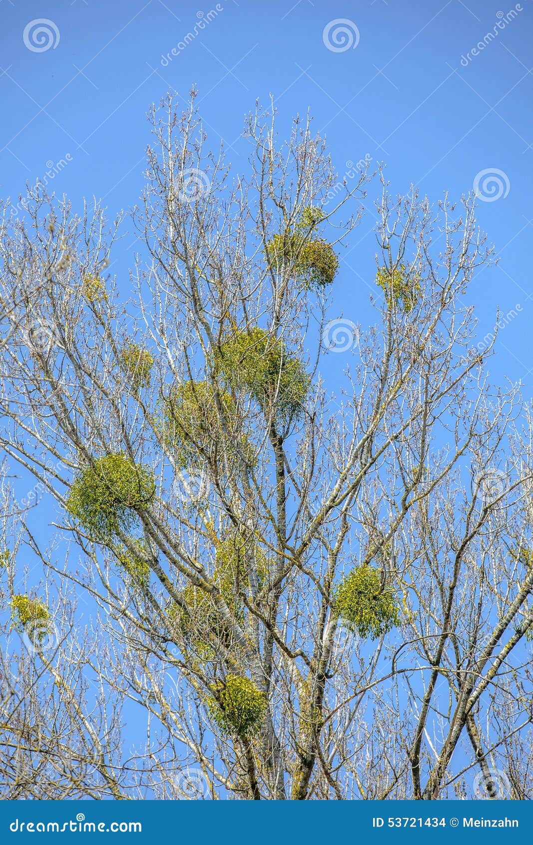 Mistletoe on tree stock photo. Image of plant, parasite - 53721434