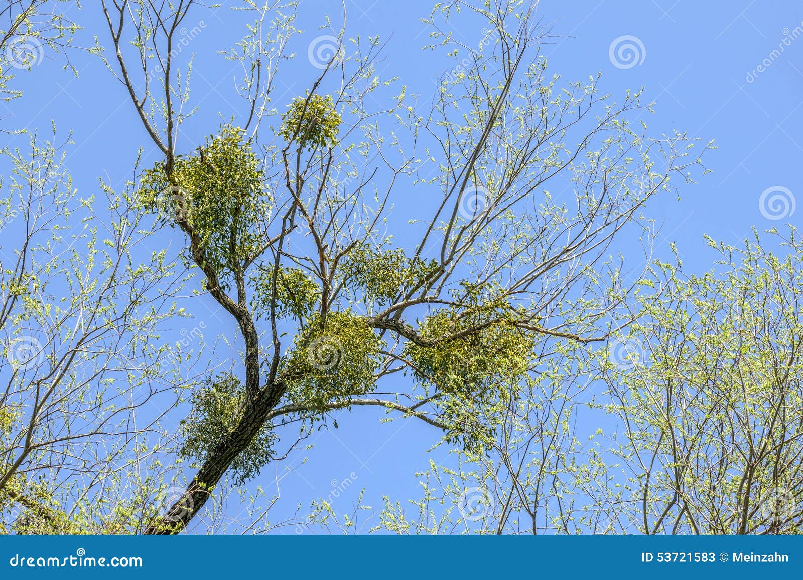 Mistletoe on tree stock image. Image of parasitic, mistletoe - 53721583