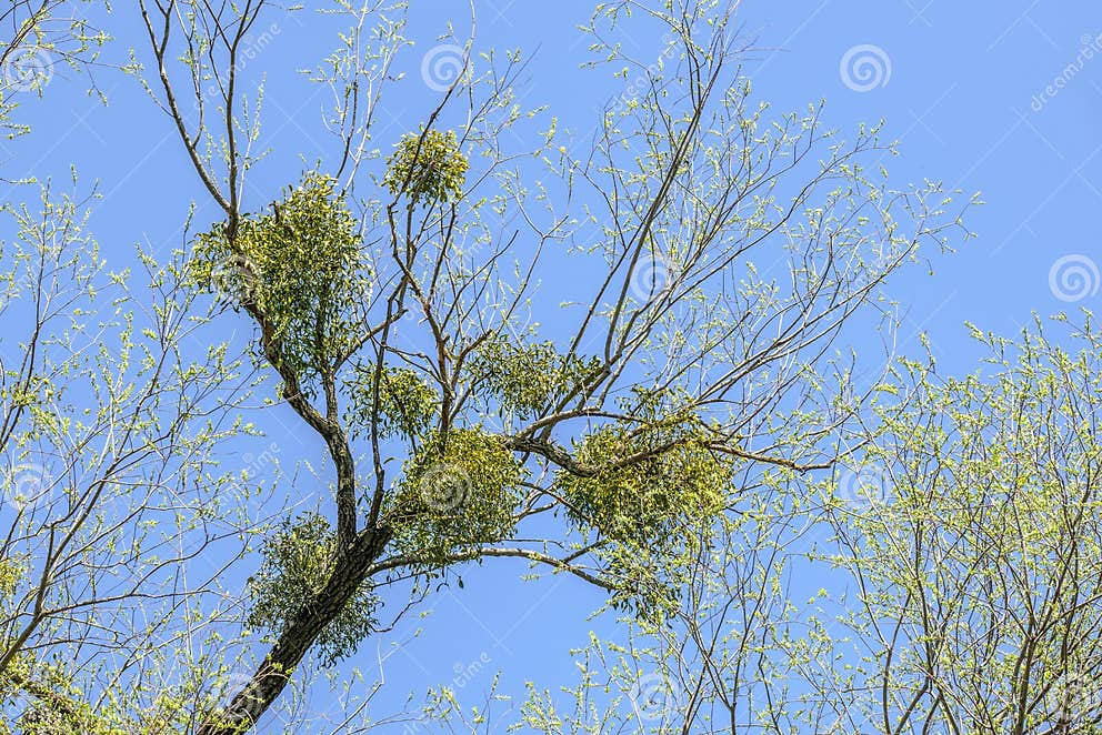 Mistletoe on tree stock image. Image of parasitic, mistletoe - 53721583
