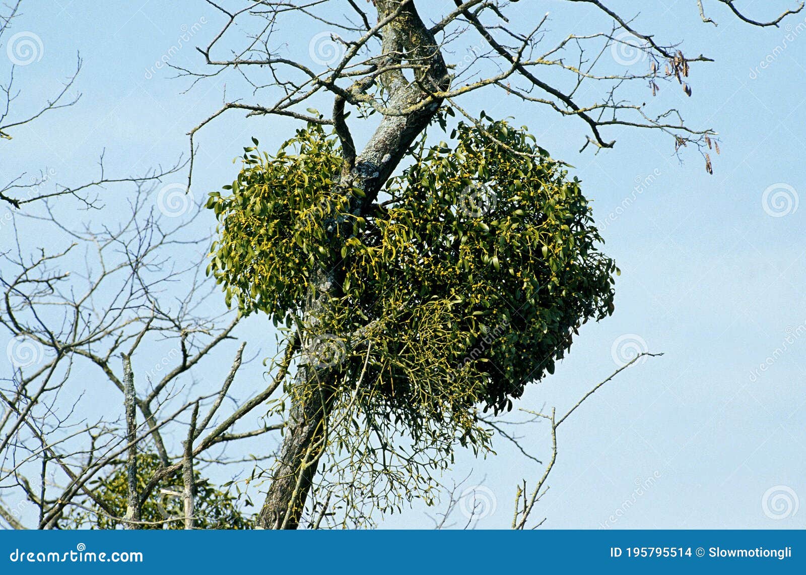 Mistletoe, Viscum Album, on Dead Tree in Normandy Stock Photo - Image ...