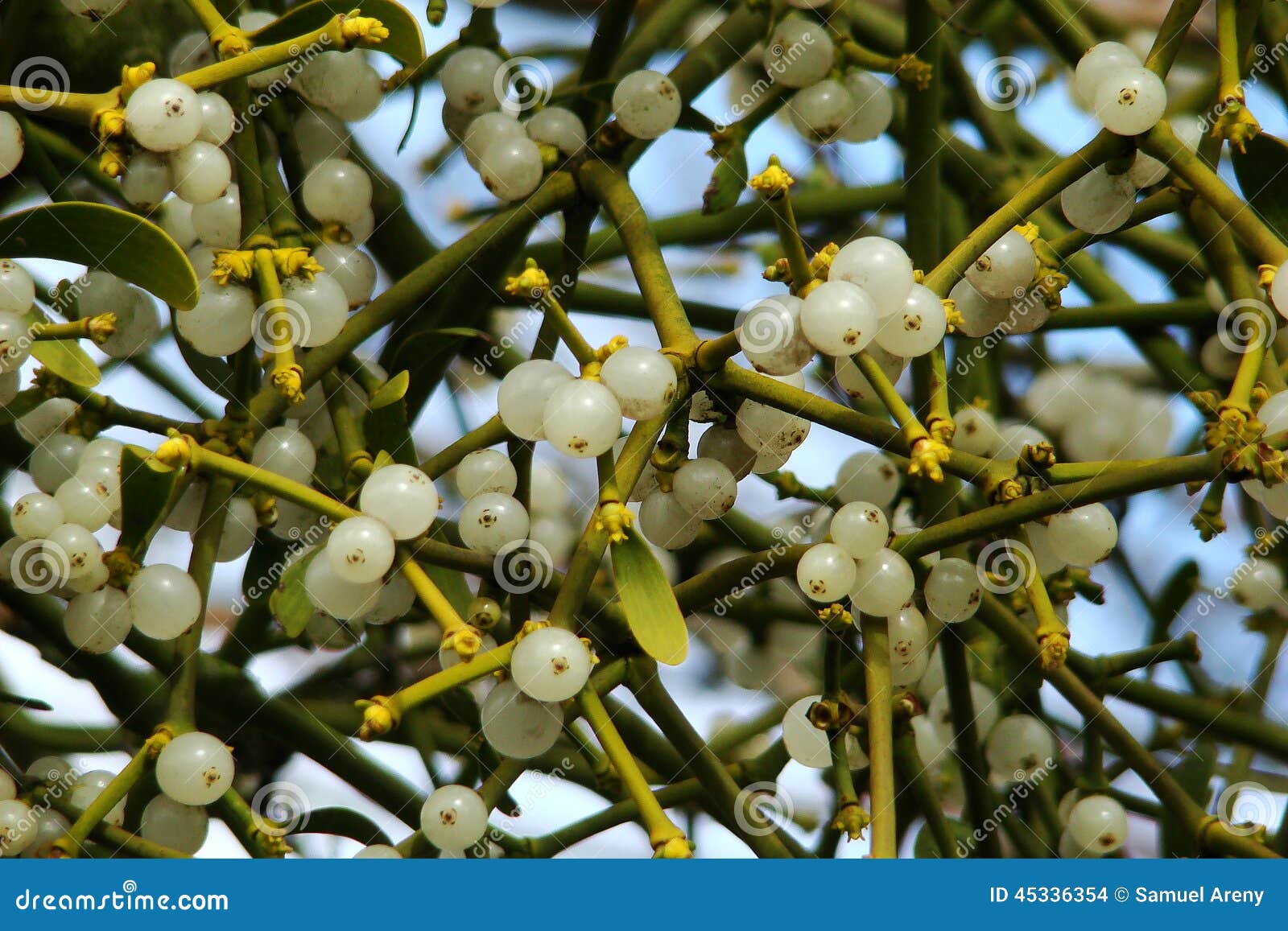 Mistletoe stock photo. Image of shrub, flower, parasitic - 45336354