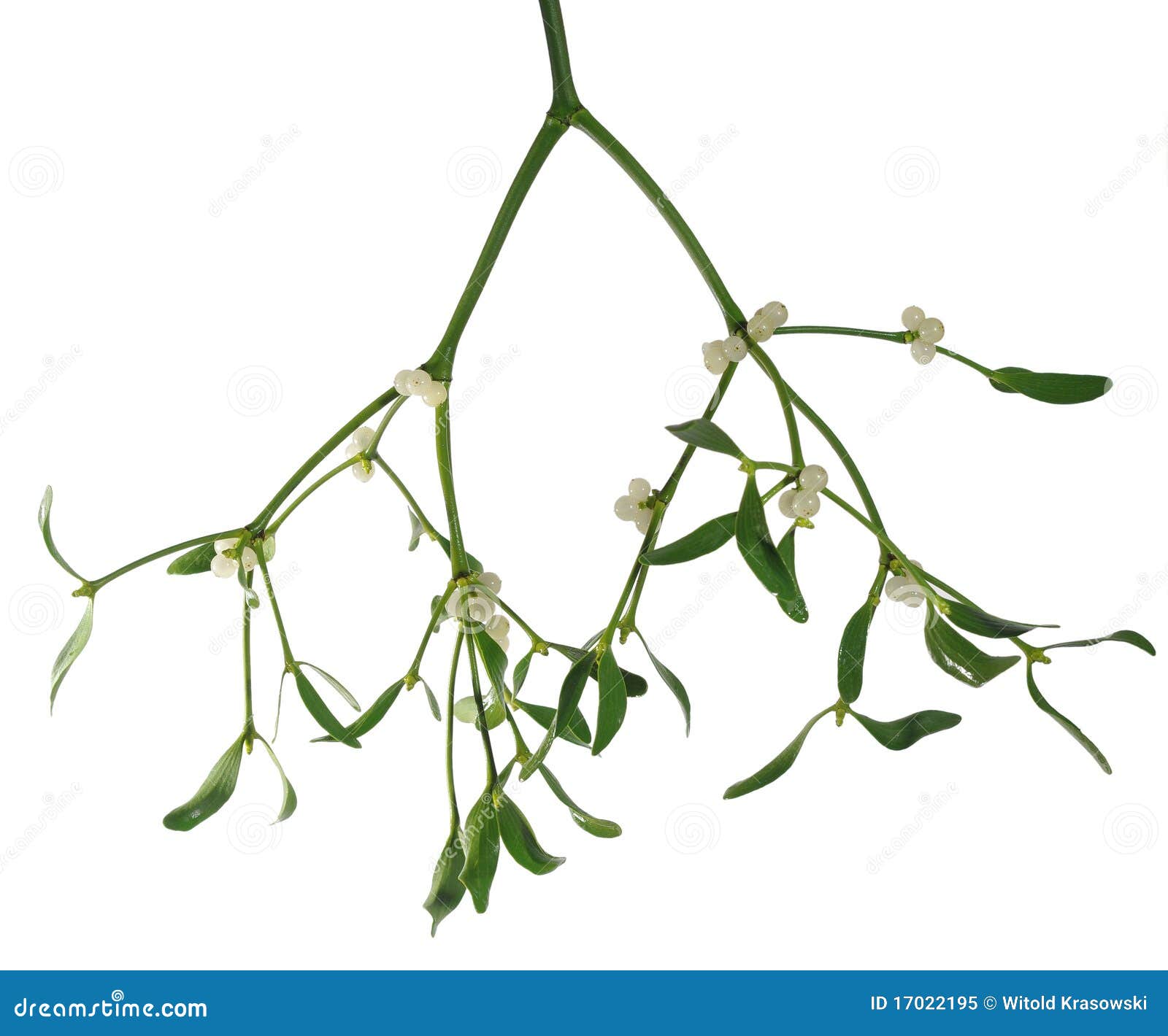 Mistletoe On White Background Royalty Free Stock Photo - Image: 17022195