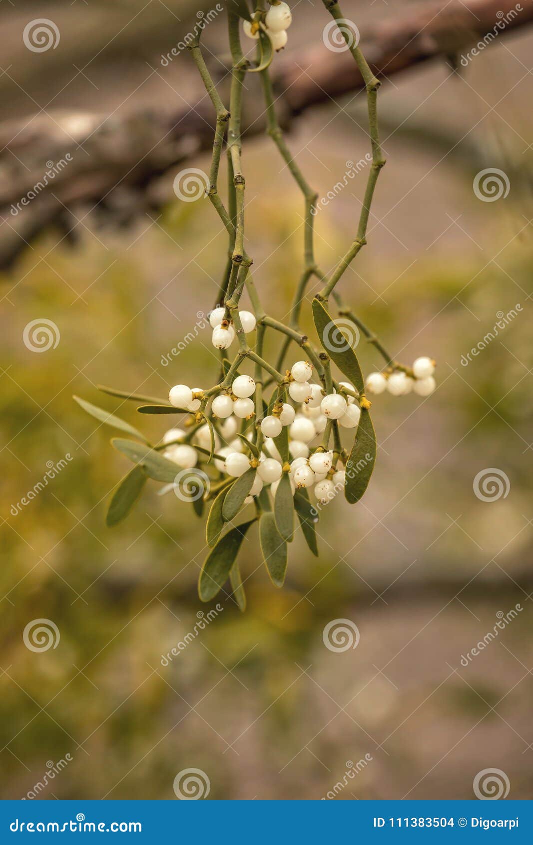 Mistletoe White Berries - Viscum Album Stock Photo - Image of fruit ...