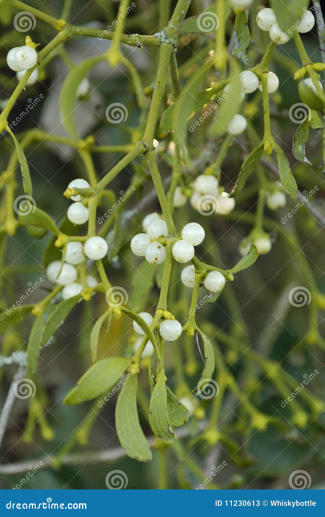 White Berries On The Symphoricarpos Albus Plant Also Known As The ...