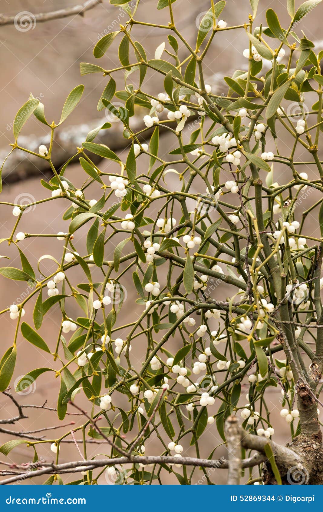 Mistletoe white berries stock photo. Image of england - 52869344