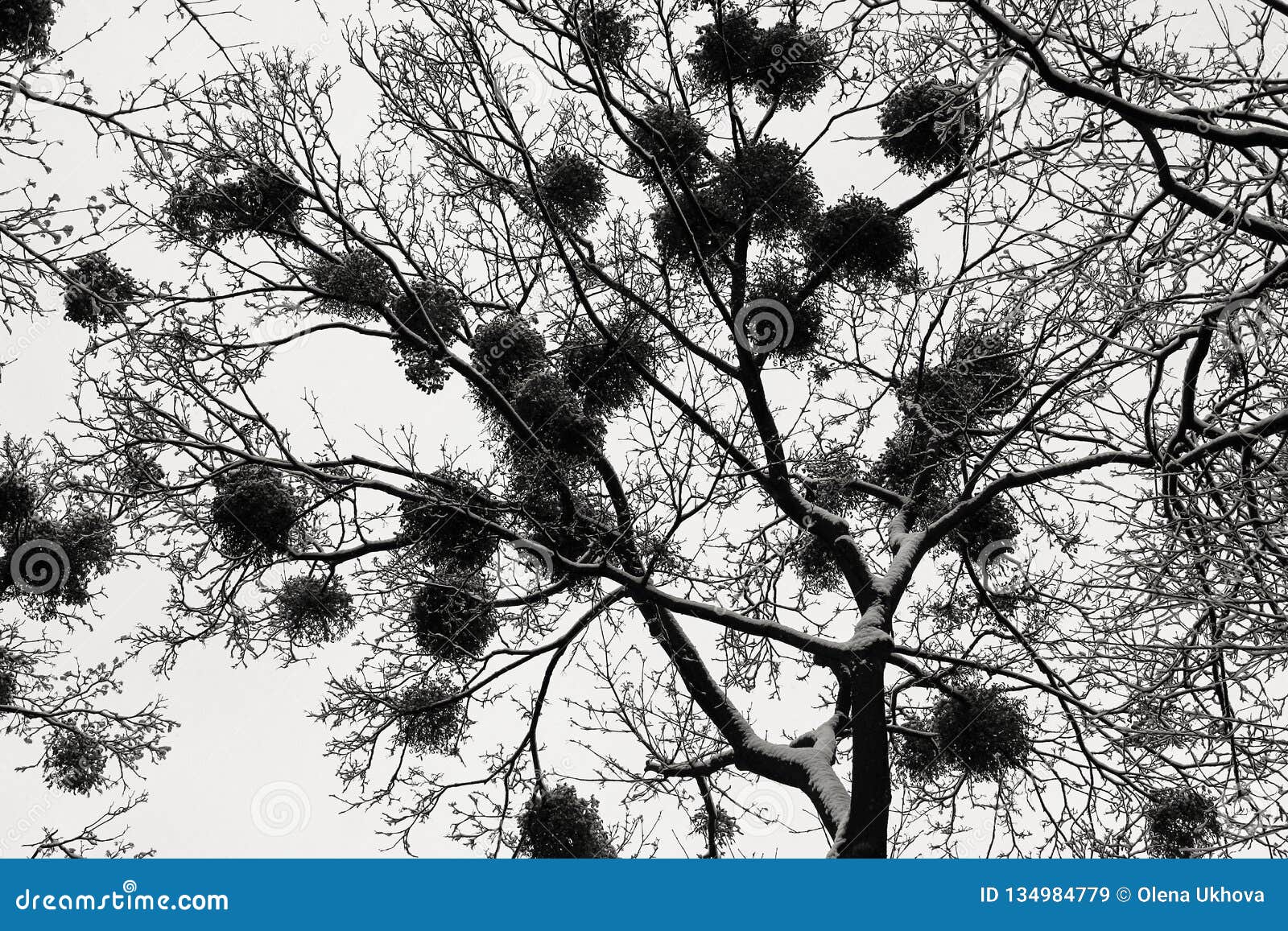 Mistletoe on a Winter Tree, Snow on the Branches Stock Image - Image of ...