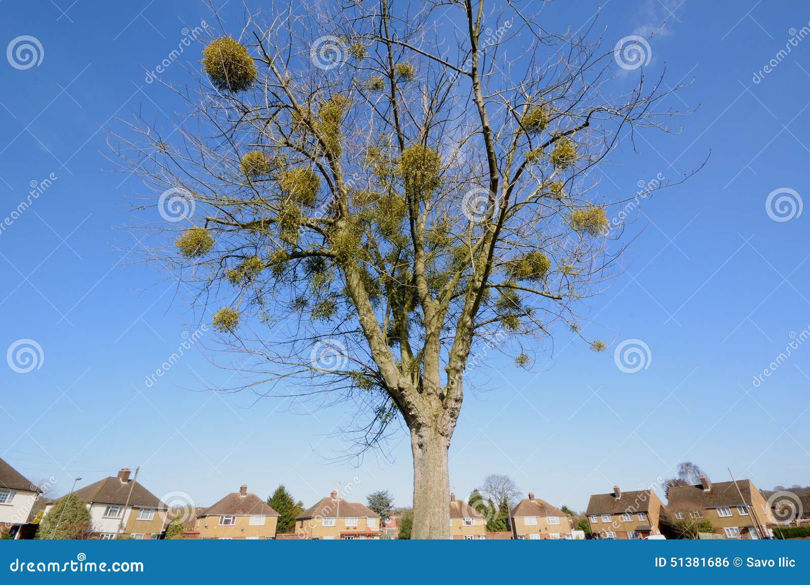 Mistletoes stock photo. Image of plant, nature, mistletoe - 51381686