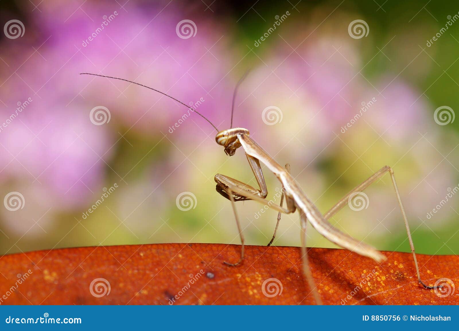 Mistura Do Mantis Com Fundo Cor-de-rosa Foto de Stock - Imagem de ...