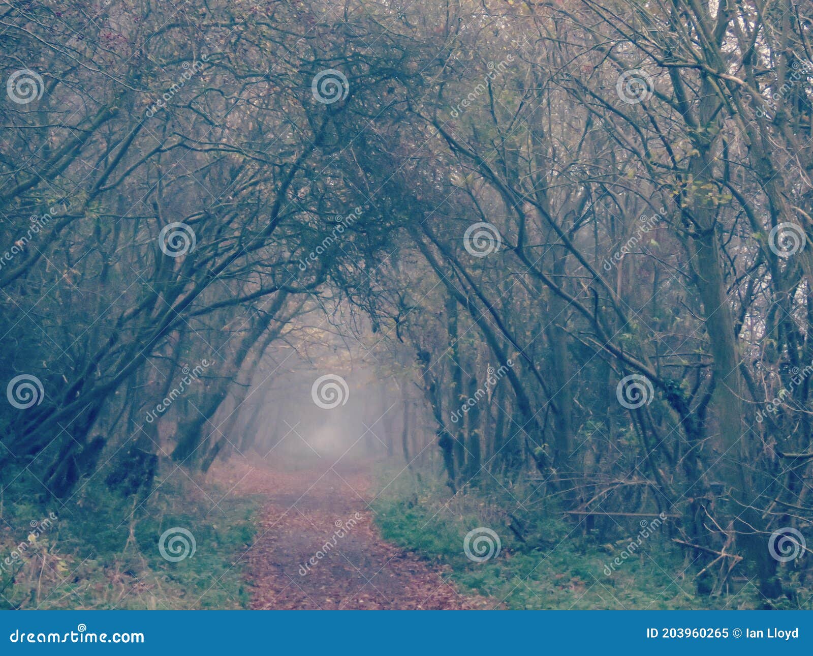 This Misty Arbored Pathway Leads Somewhere Stock Image - Image of grass ...