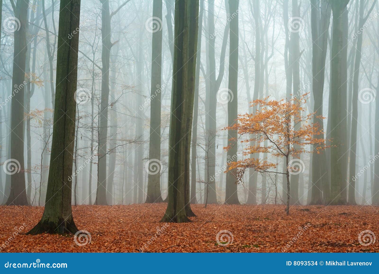 Misty autumn beech forest stock photo. Image of leaves - 8093534