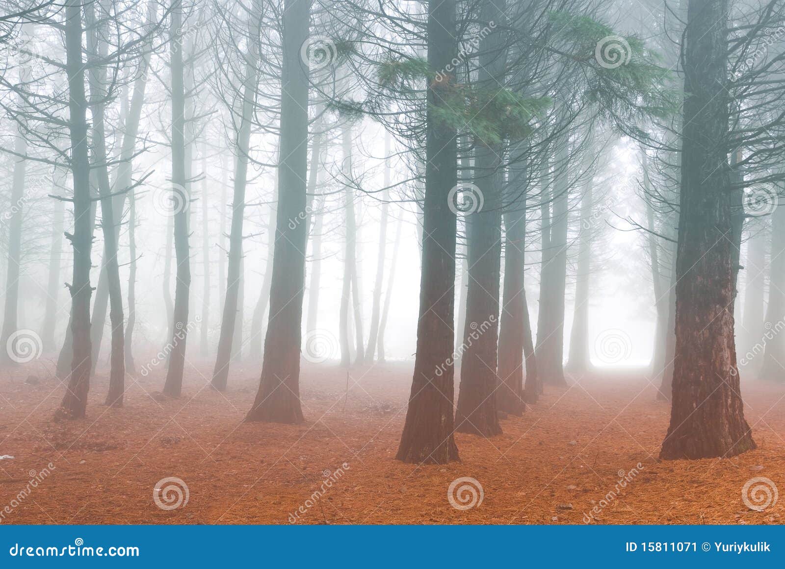 Misty autumn forest stock image. Image of scene, outdoor - 15811071