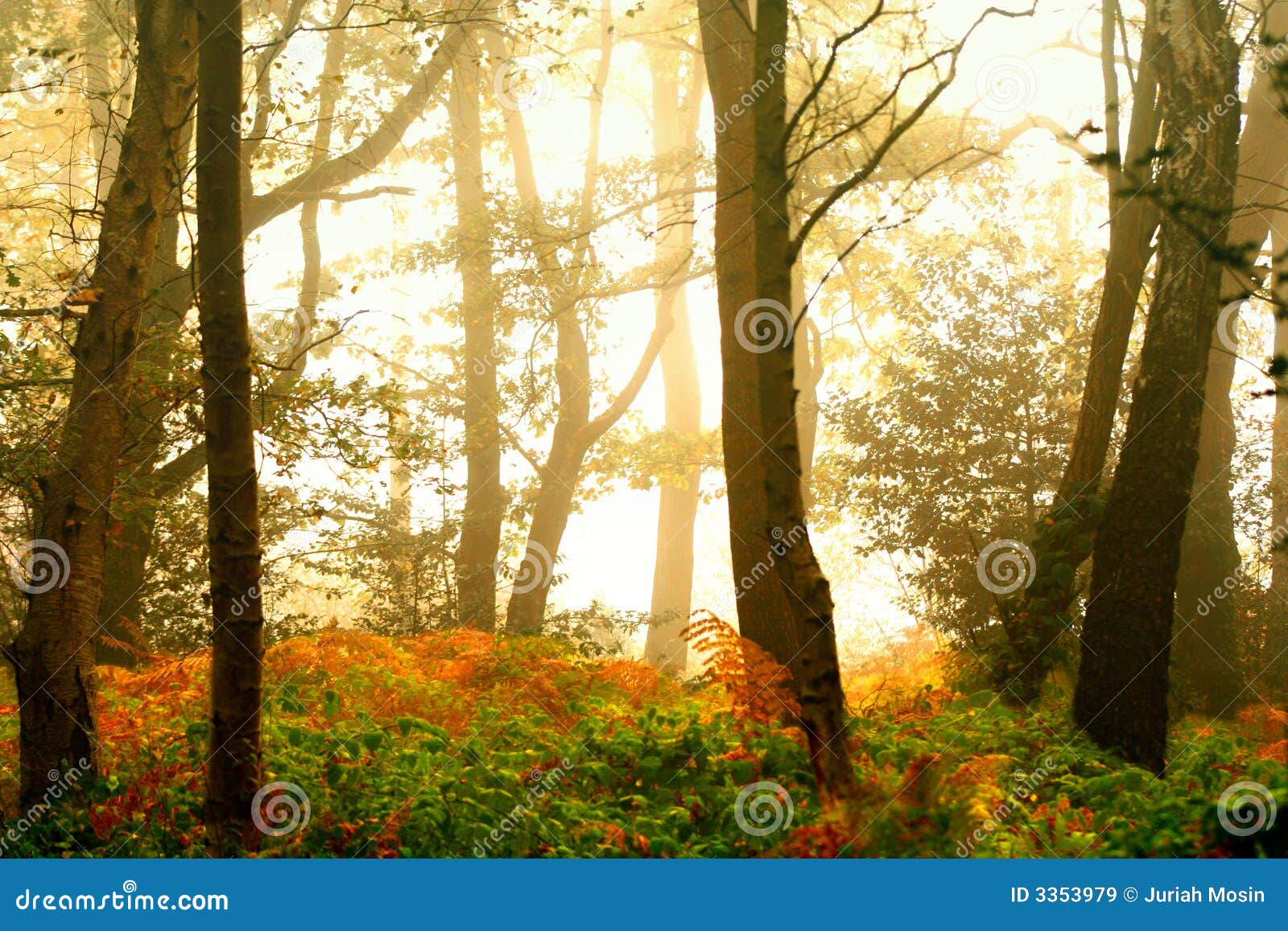 Misty autumn forest stock image. Image of natural, forest - 3353979