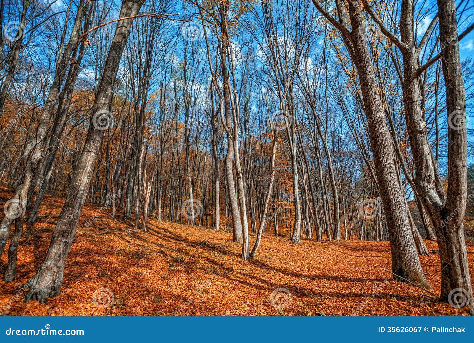 Misty autumn forest stock image. Image of quiet, outdoor - 35626067
