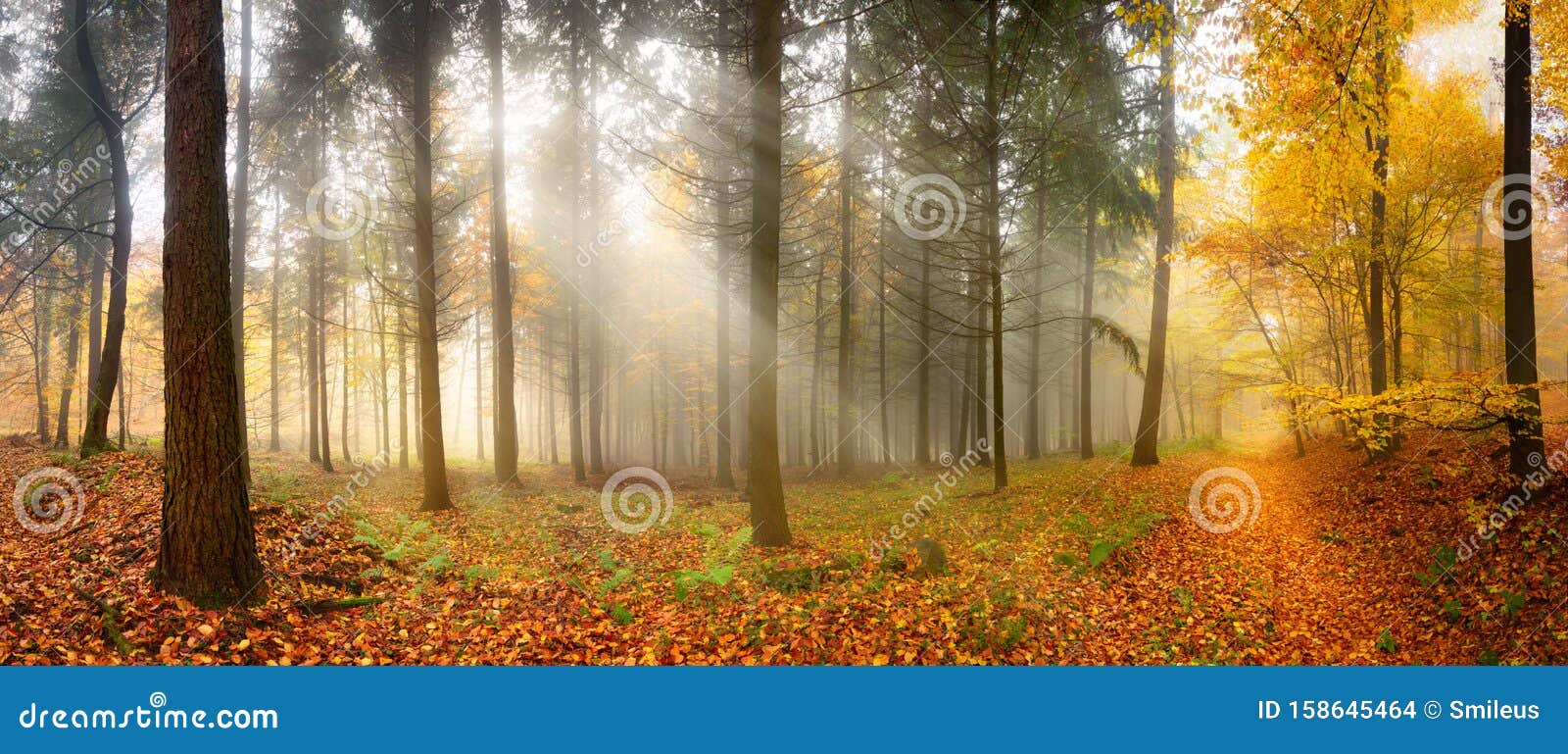 Misty Autumn Forest with Beautiful Rays of Soft Light Stock Photo ...