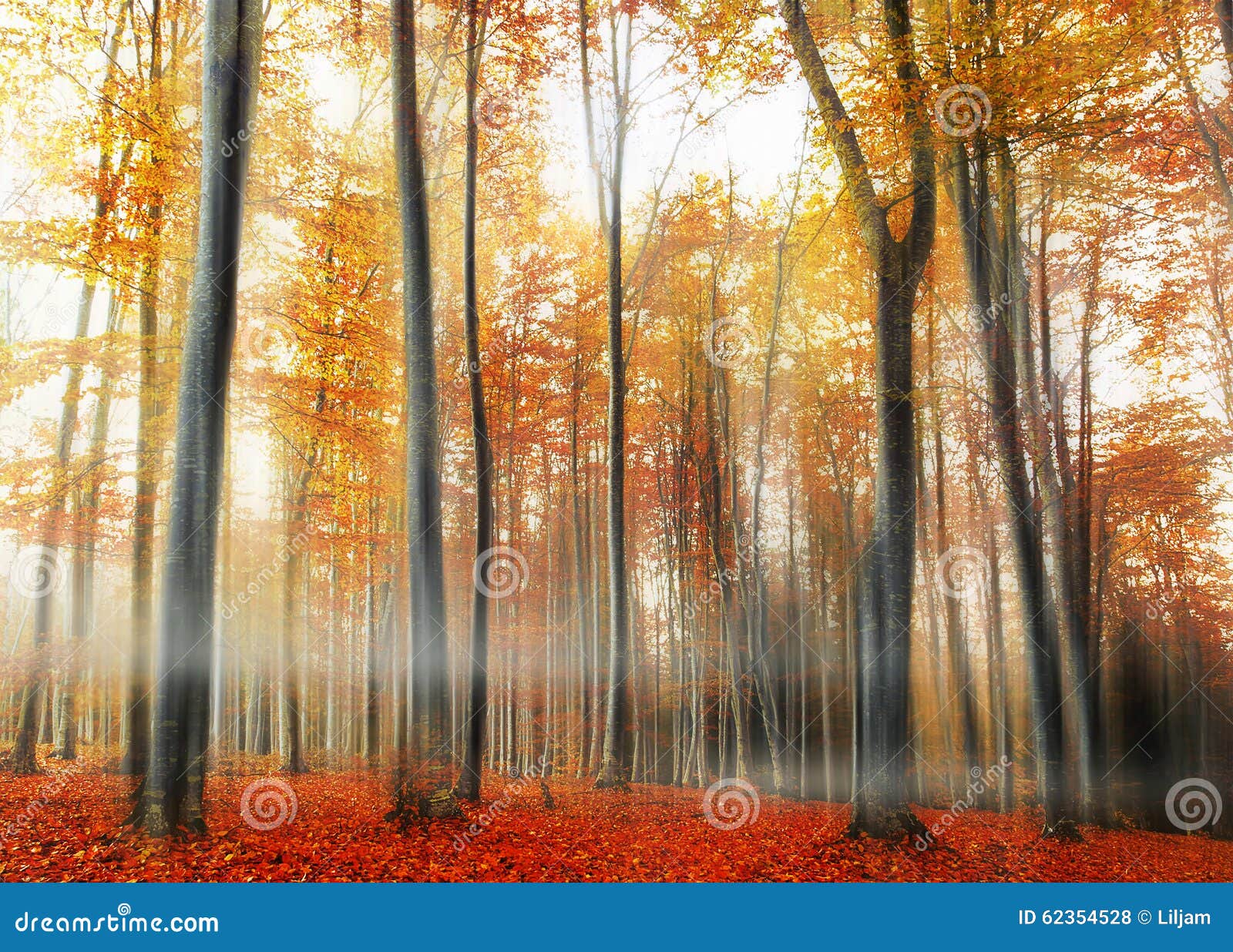 Misty Autumn Forest stock photo. Image of park, beautiful - 62354528