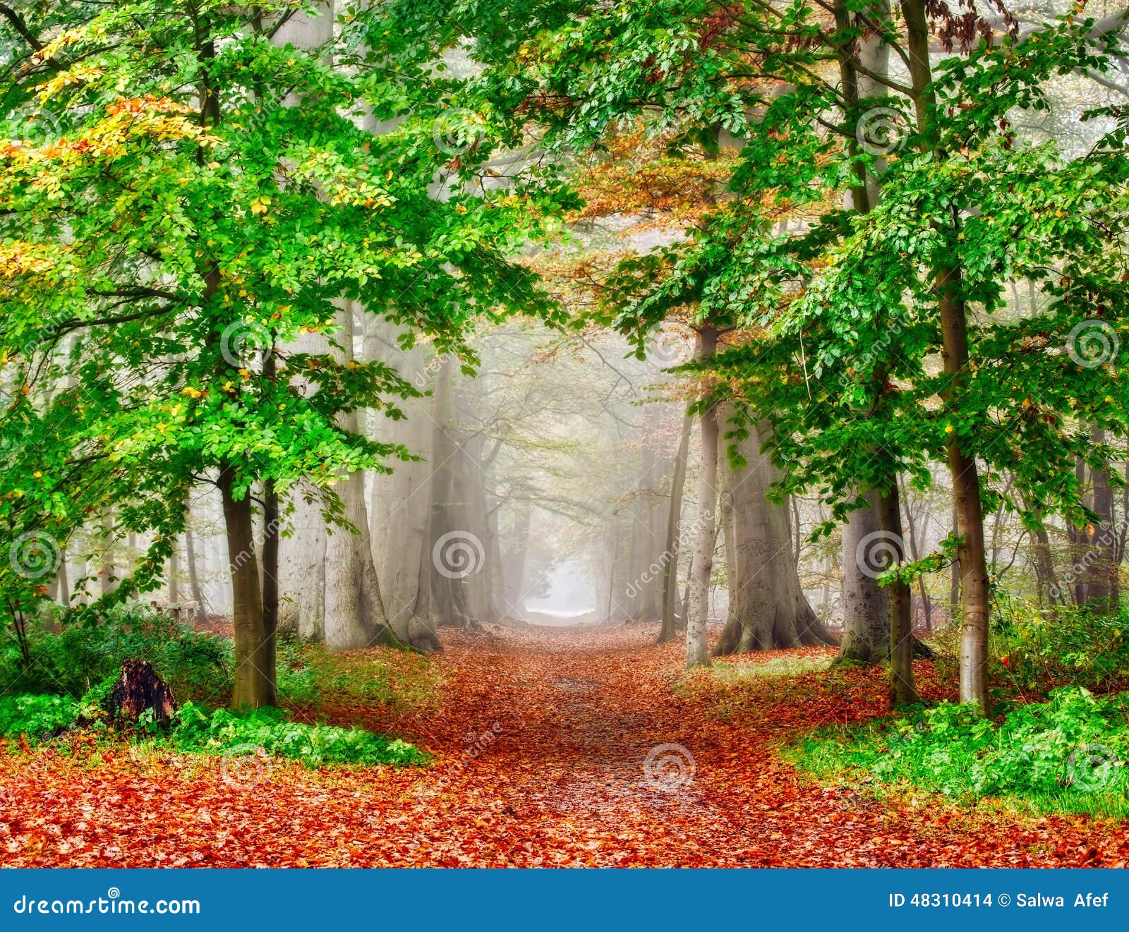 Misty Autumn Forest stock photo. Image of rain, panorama - 48310414
