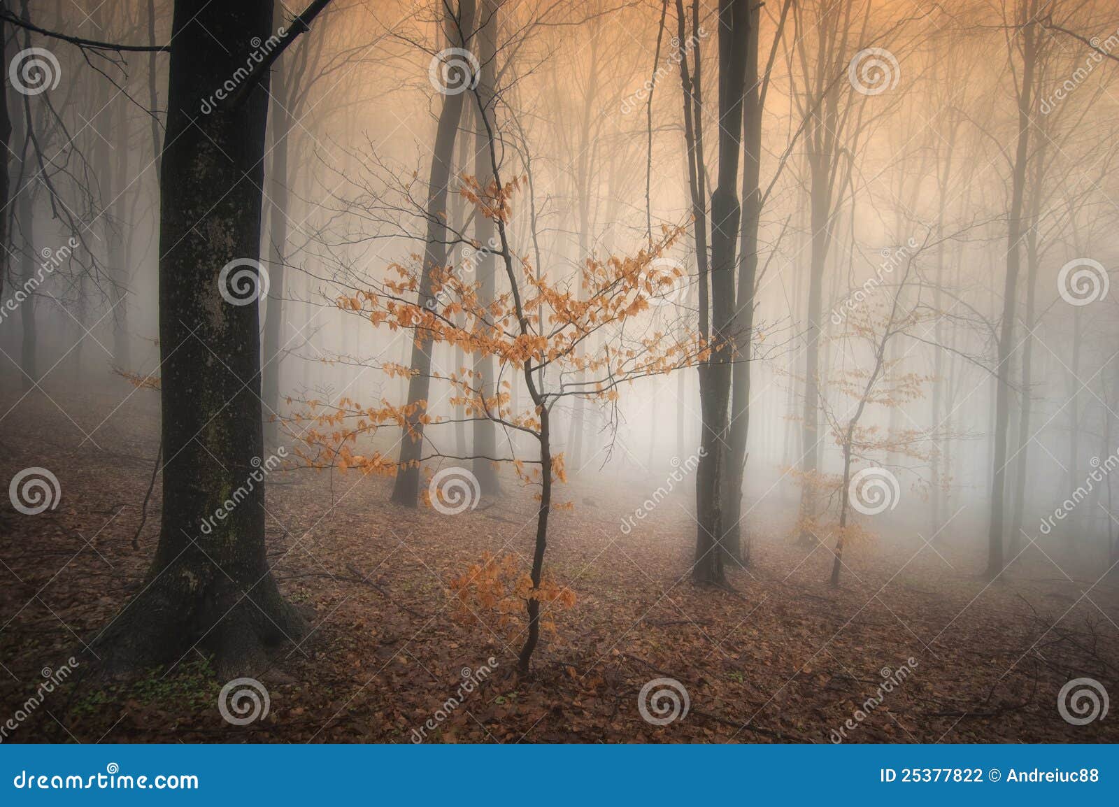 Misty Autumn Scene Of Haidersee Lago Della Muta Lake With Ortler Peak ...