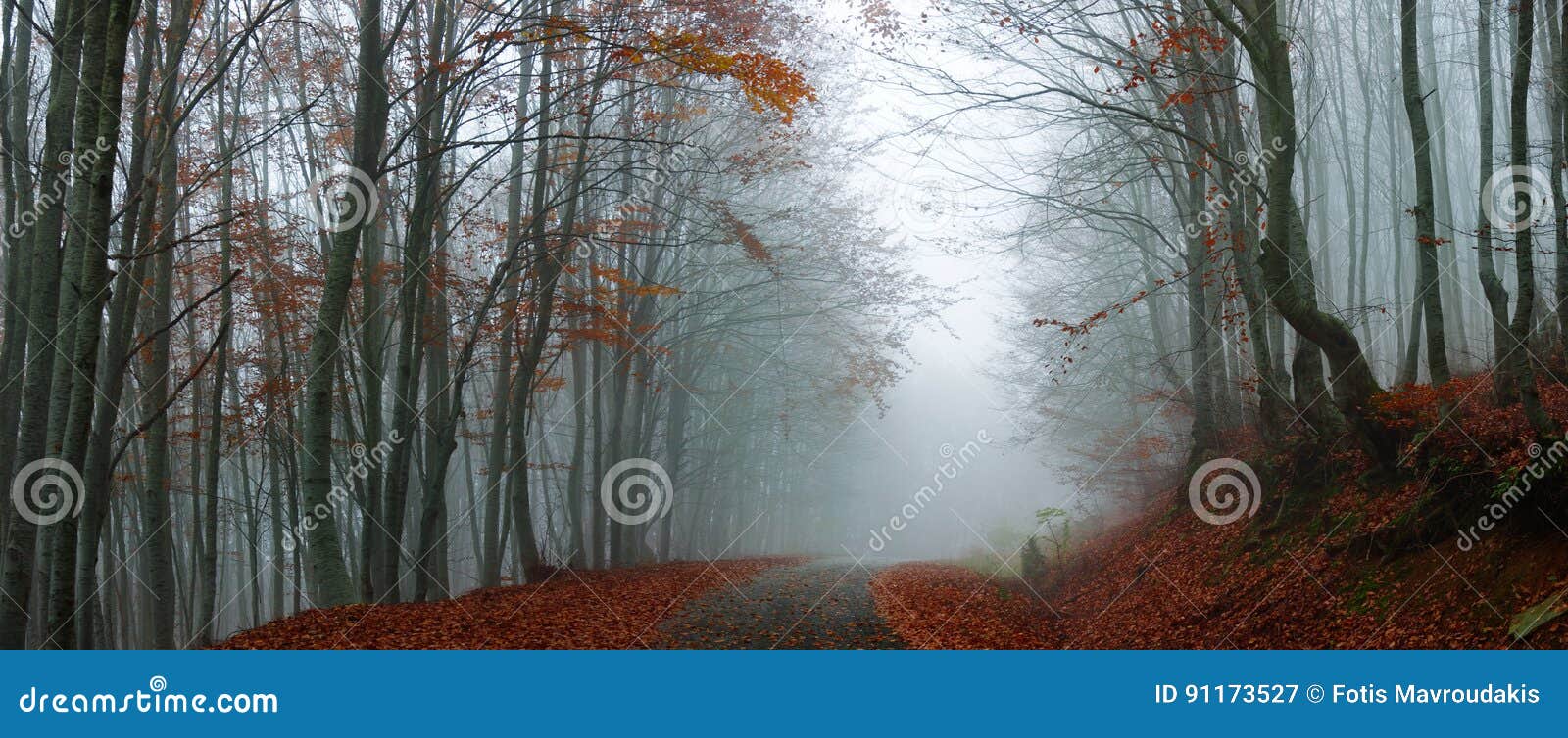Misty autumn forest stock image. Image of light, fall - 91173527
