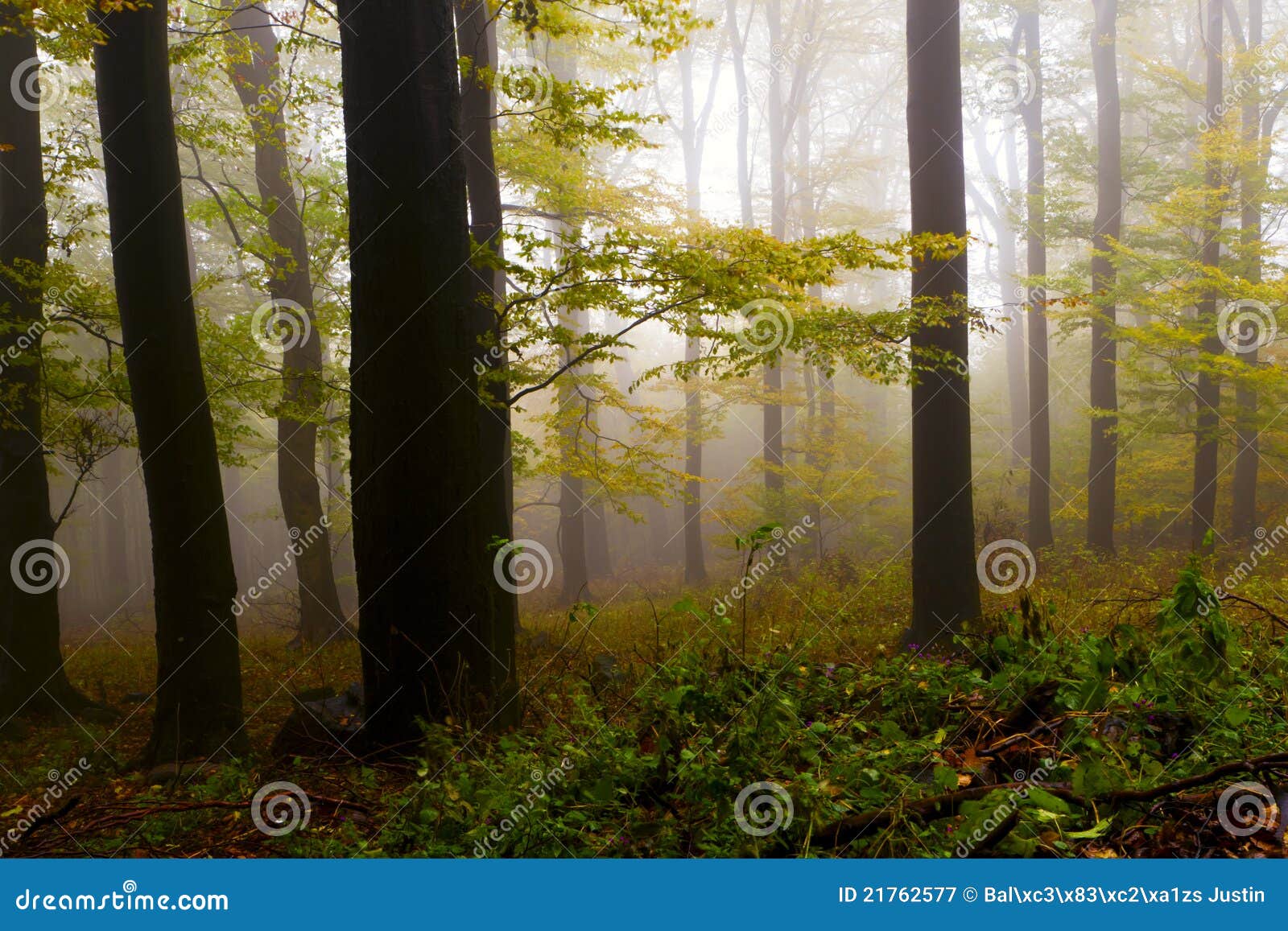 Misty Autumn Forest, the Mountains. Stock Image - Image of colorful ...