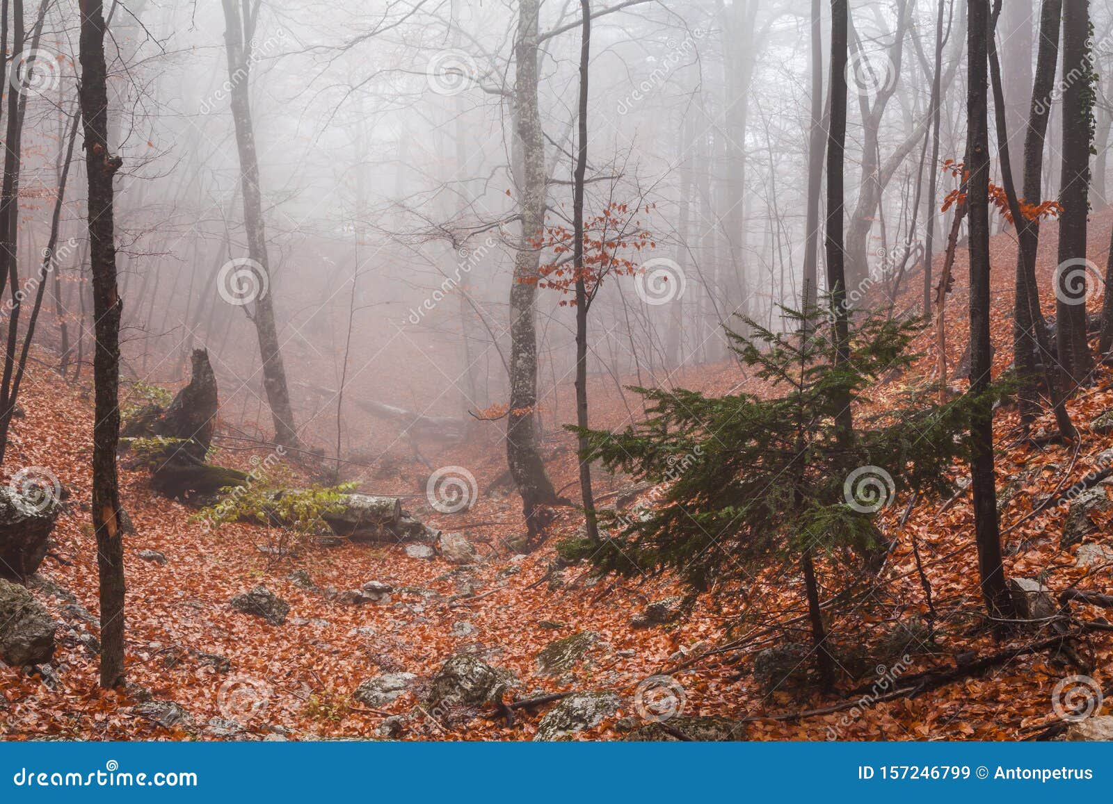 Misty Autumn Forest in the Mountains. Beautiful Mystical Landscape ...