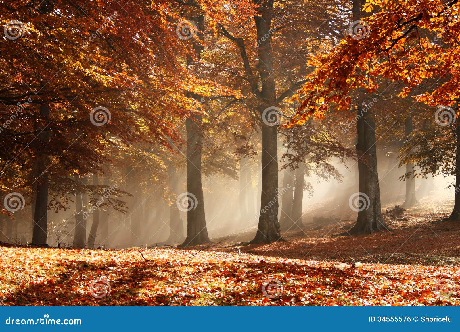 Golden Tale Background Light in Misty Autumn Forest Stock Photo - Image ...