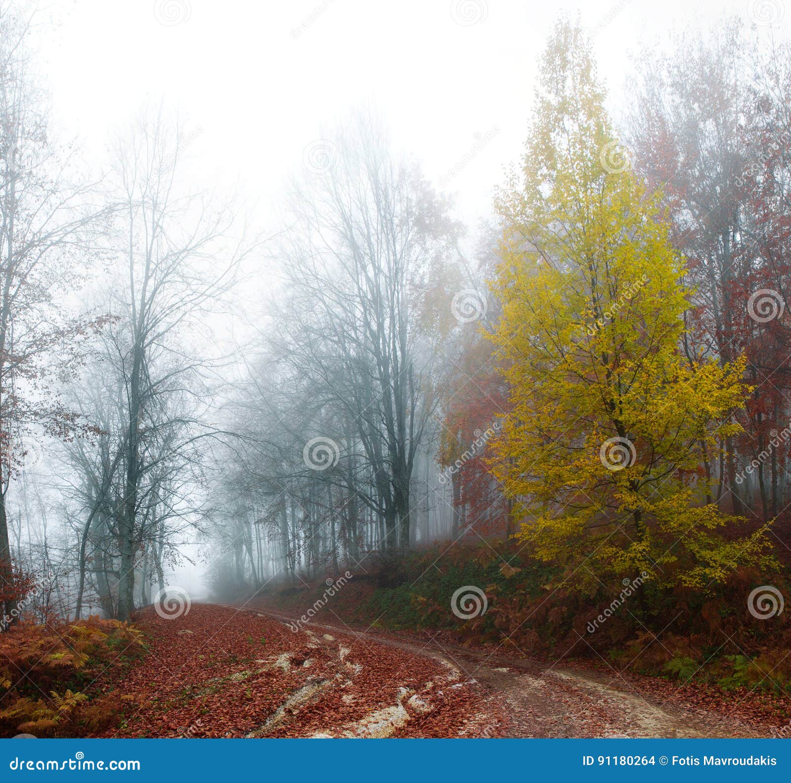 Misty autumn forest stock photo. Image of light, land - 91180264