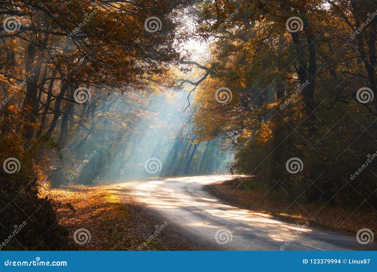 Autumn road stock photo. Image of journey, mist, path - 123379994