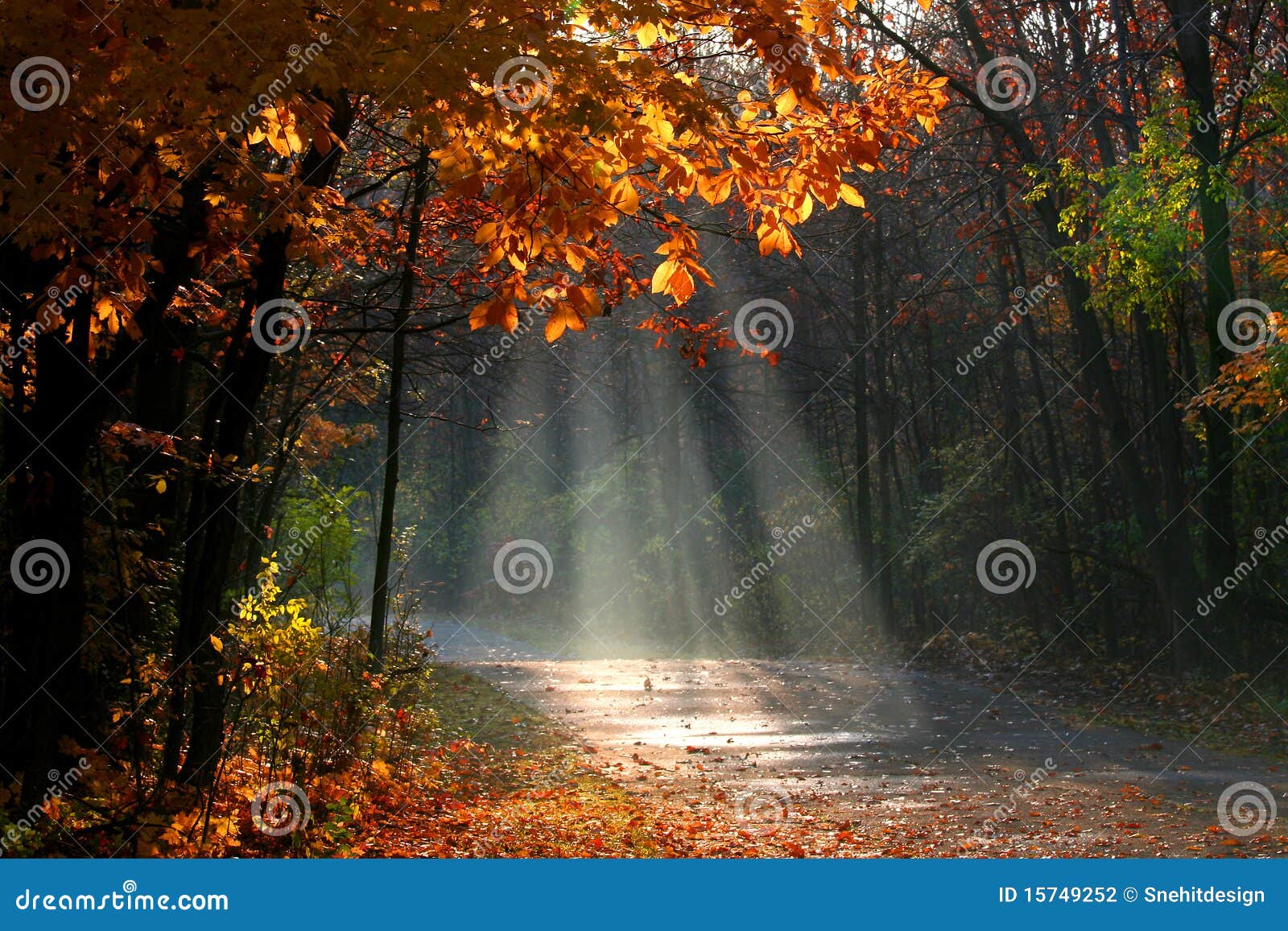 Misty autumn landscape stock photo. Image of branches - 15749252