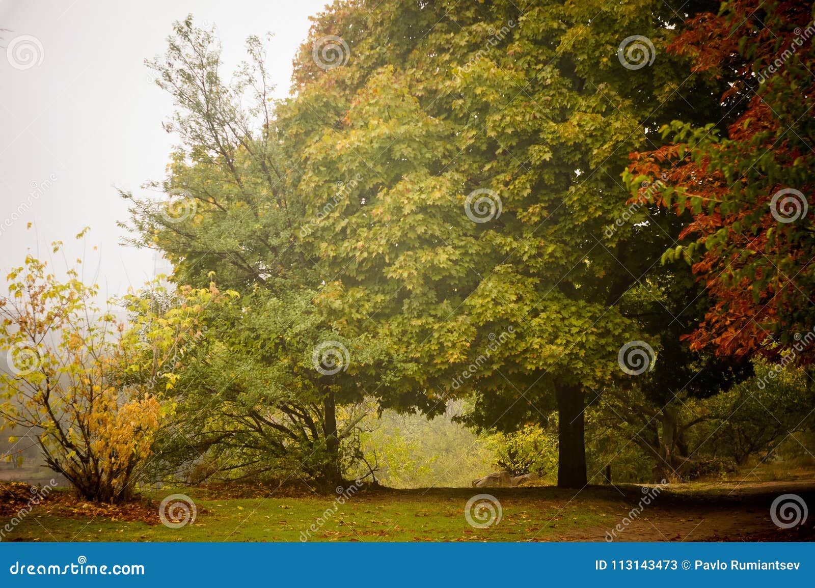 Misty Autumn Landscape with Trees Stock Image - Image of calm ...