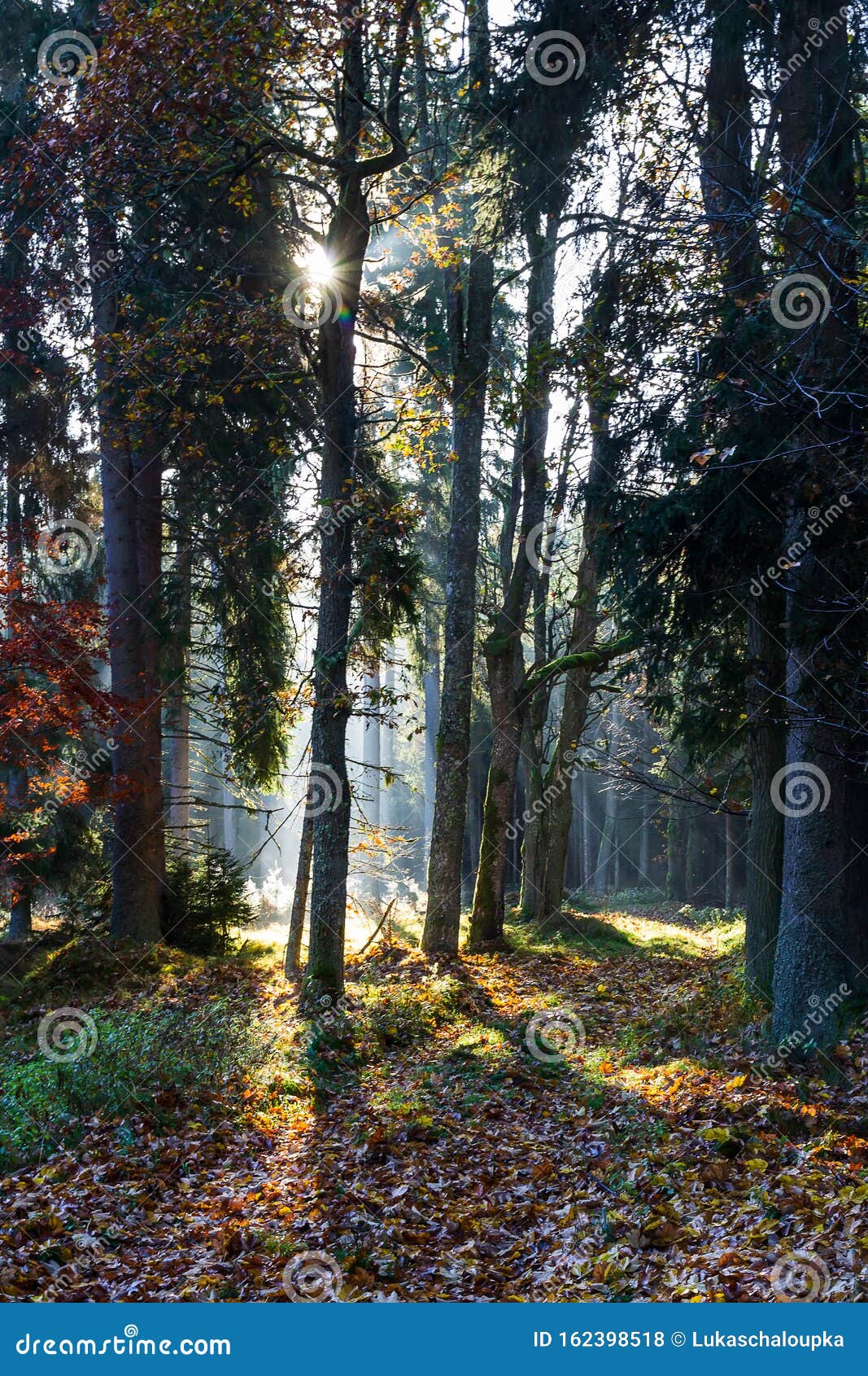 Misty Autumn Path with Trees, Falling Leaves and Sun, Czech Landscape ...