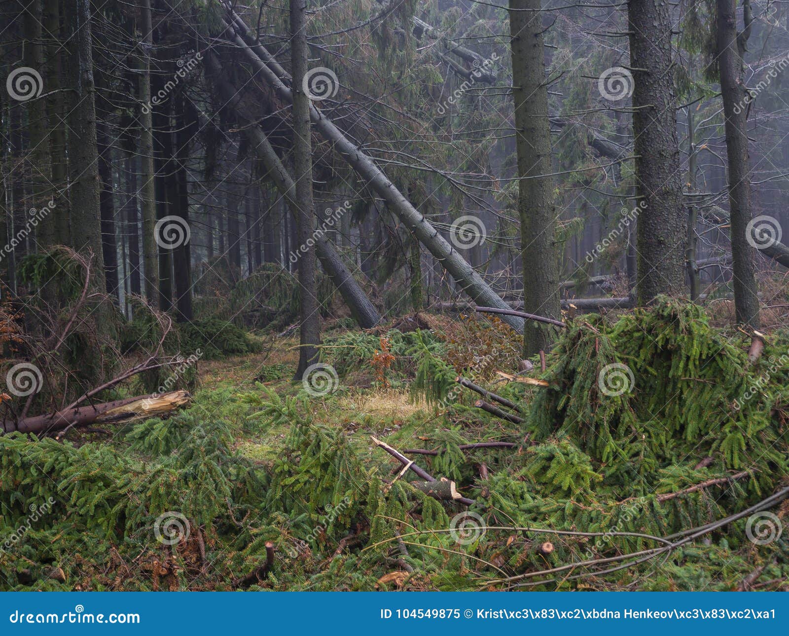 Misty Autumn Spruce Tree Forest with Windfall and and Windbreak Stock ...