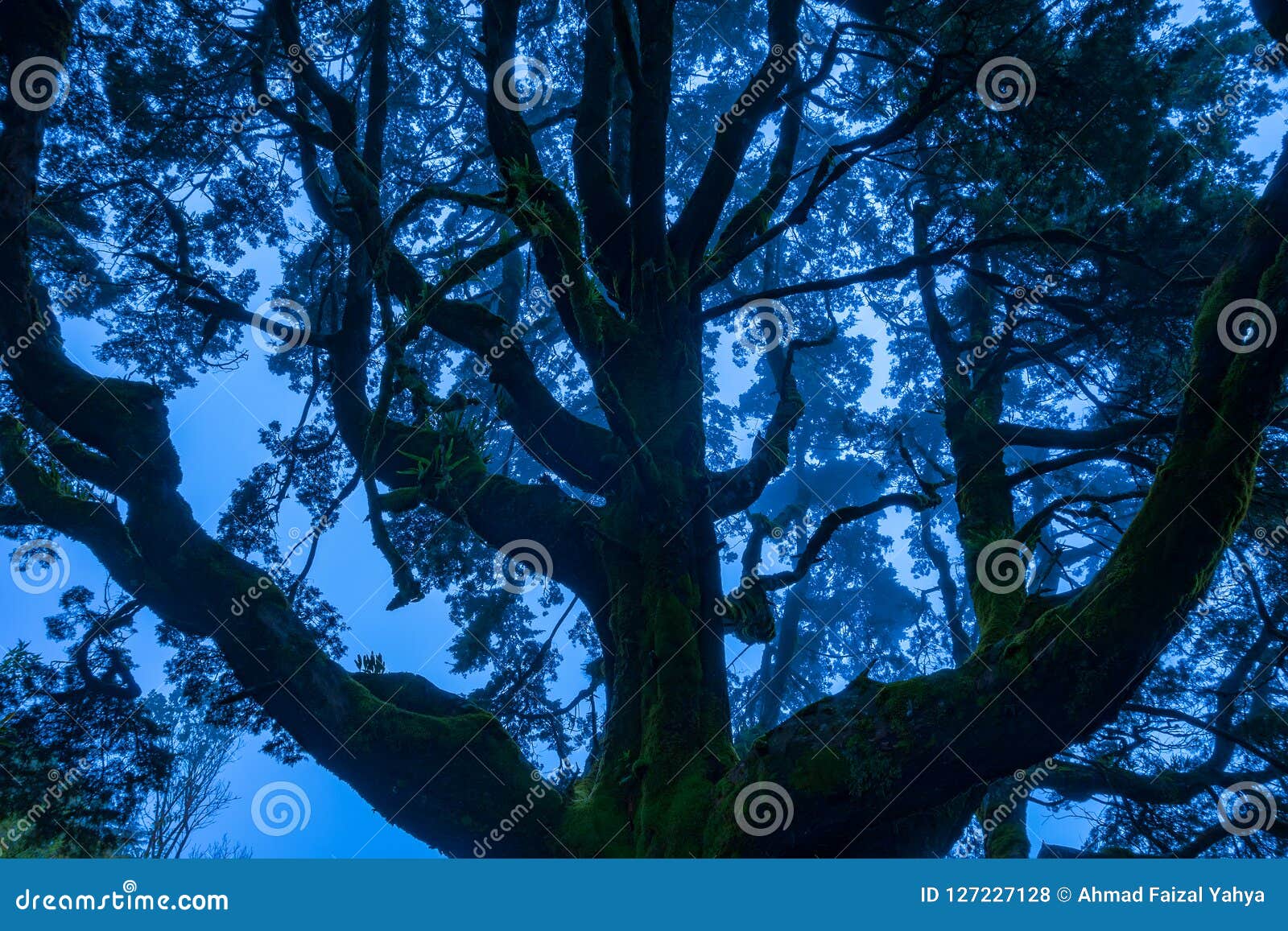 Misty Branches of Trees in the Forest. Stock Photo - Image of haze ...