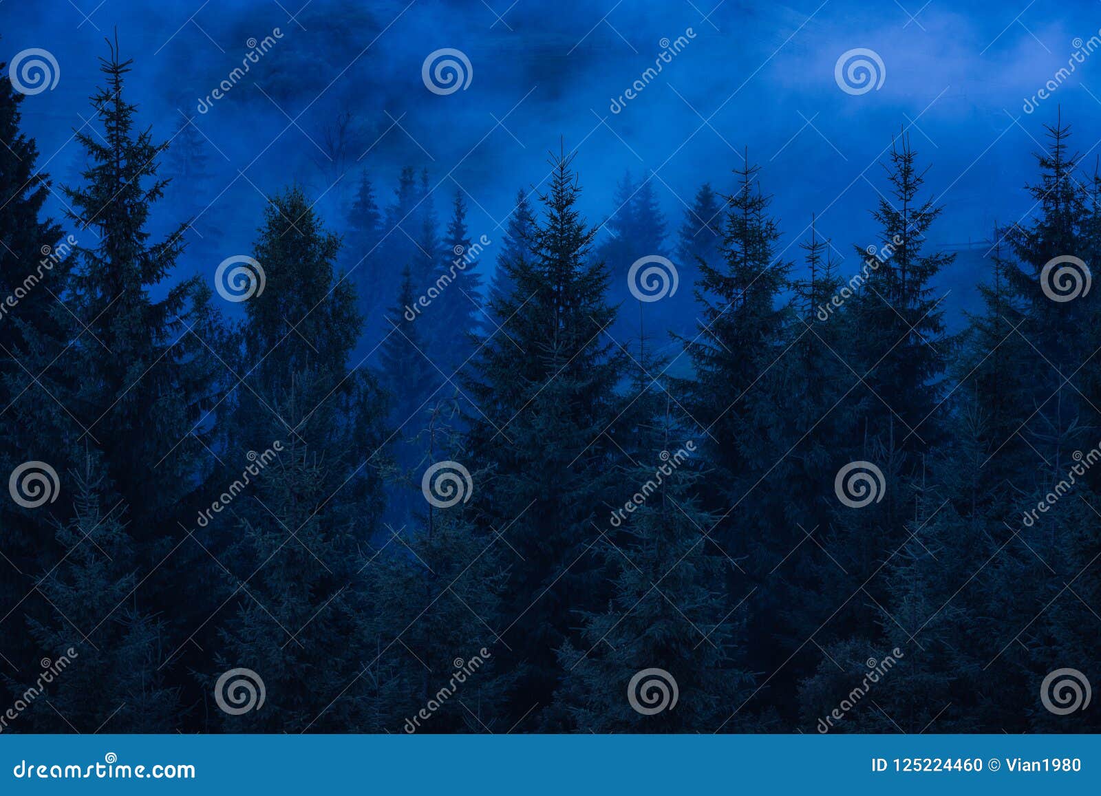 Misty Carpathian Spruce Forest at Night Stock Photo - Image of park ...