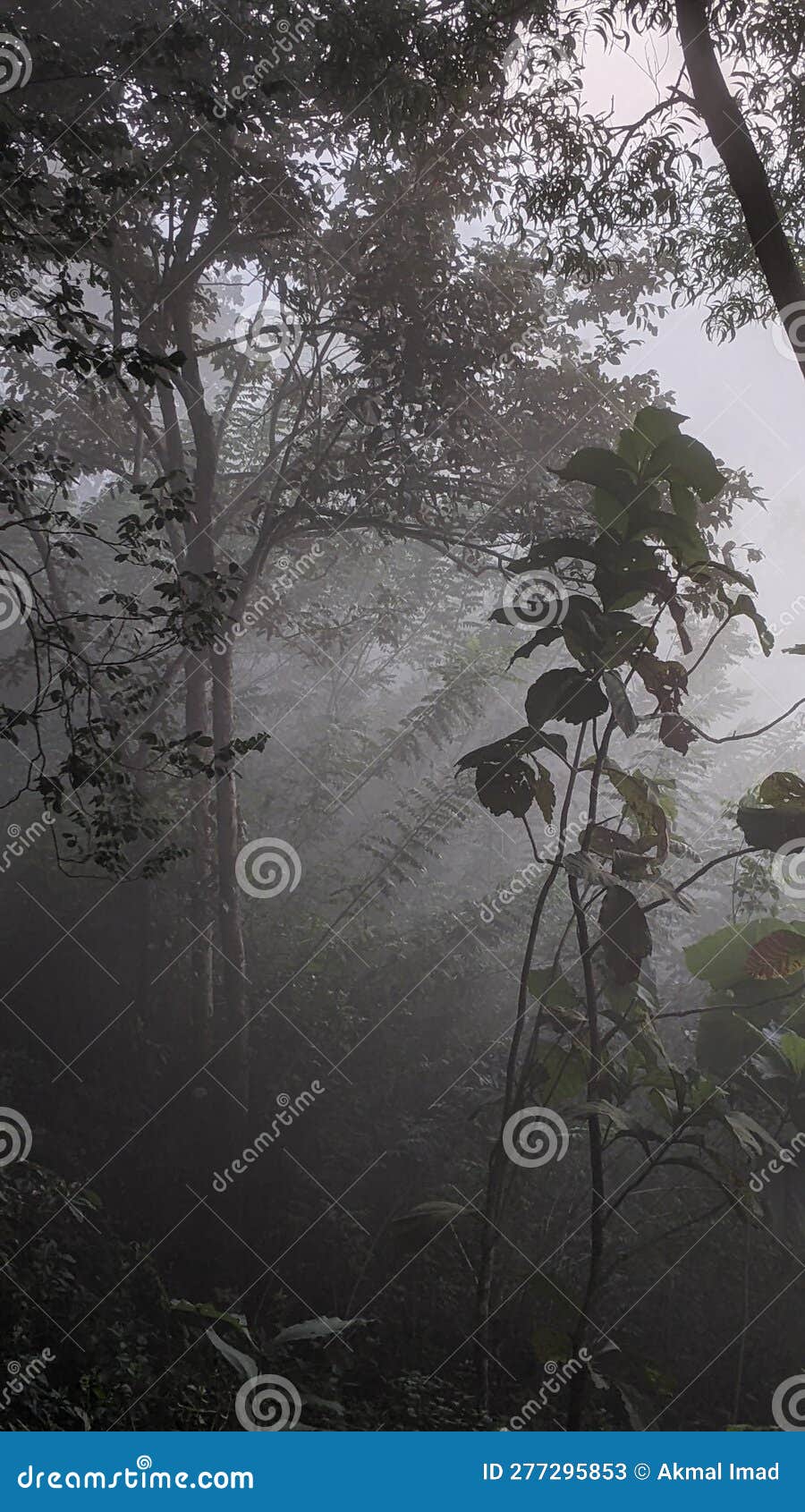 Misty Cloud on Rain Forest in the Morning Stock Image - Image of misty ...