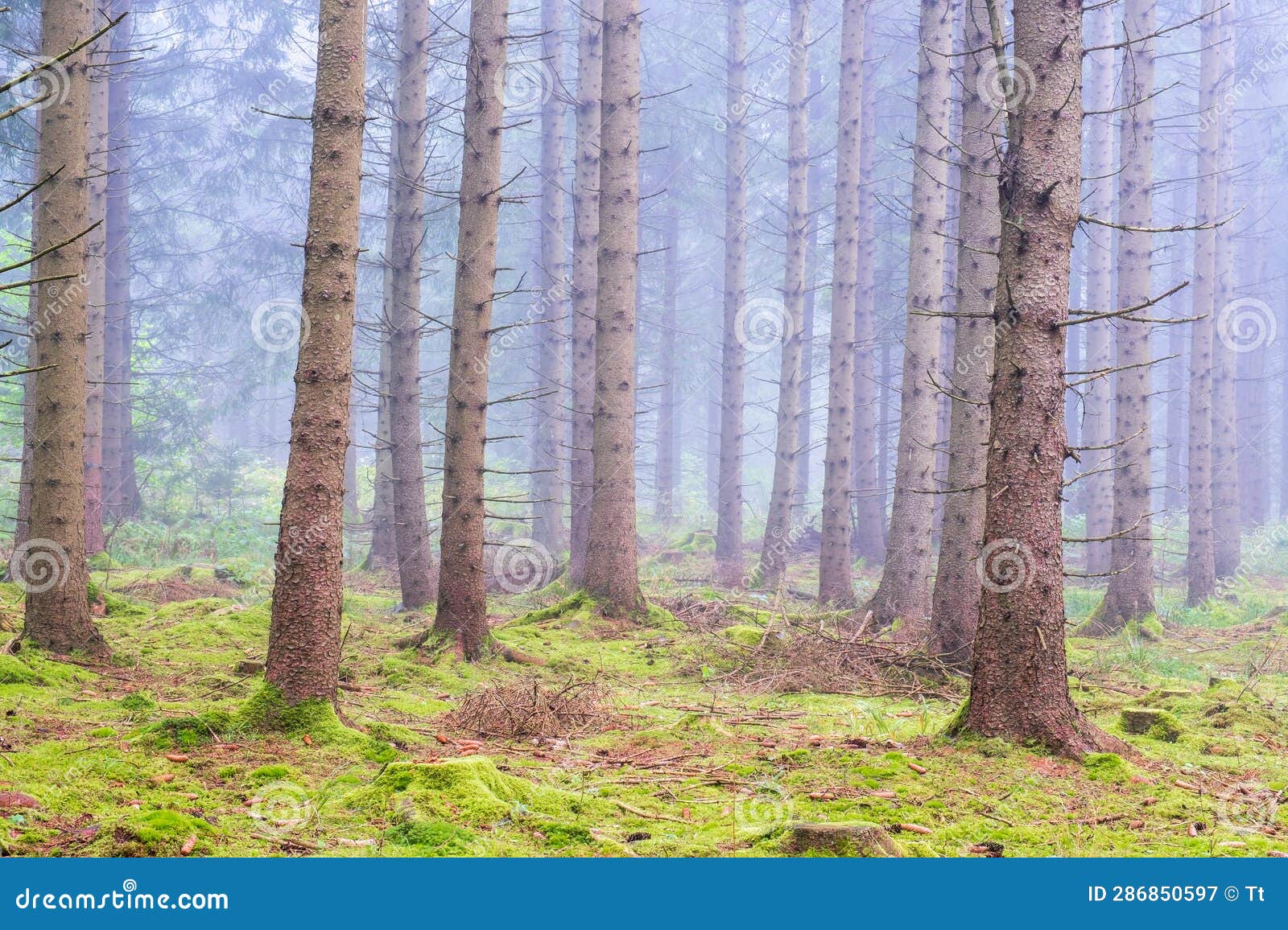 Misty Conifers Forest with Green Moss on the Forest Floor Stock Image ...