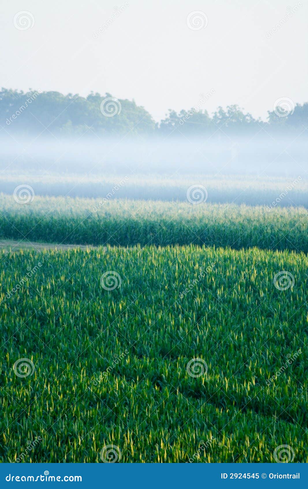 Misty corn field stock image. Image of evening, high, harvest - 2924545
