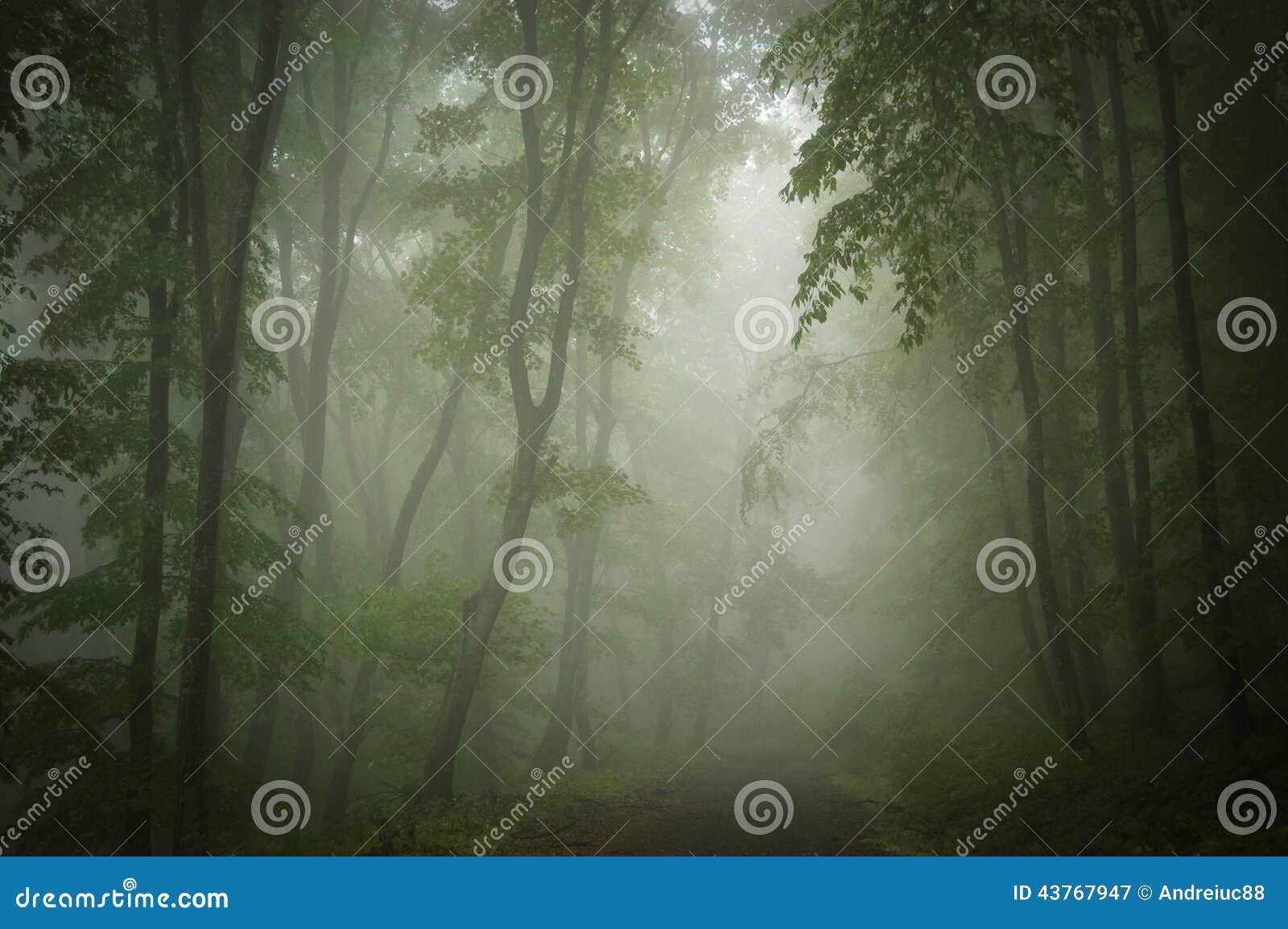 Misty Dark Green Woods with Path Stock Image - Image of gloomy ...